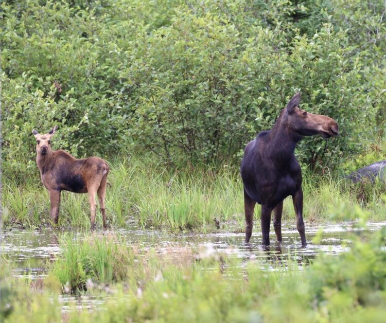The ULTIMATE Guide To See A Moose In Maine: Tours, Safaris, Tips, & More