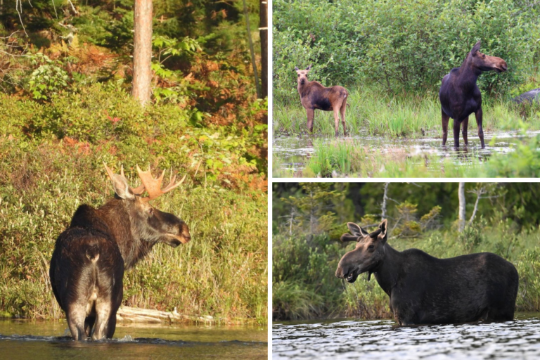 The ULTIMATE Guide To See A Moose In Maine: Tours, Safaris, Tips, & More