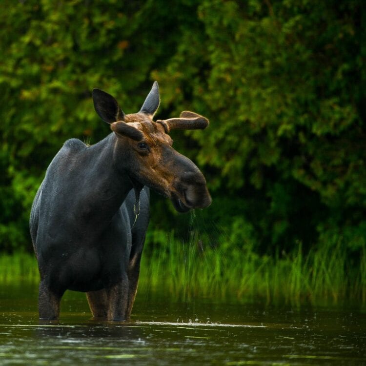 The ULTIMATE Guide To See A Moose In Maine: Tours, Safaris, Tips, & More
