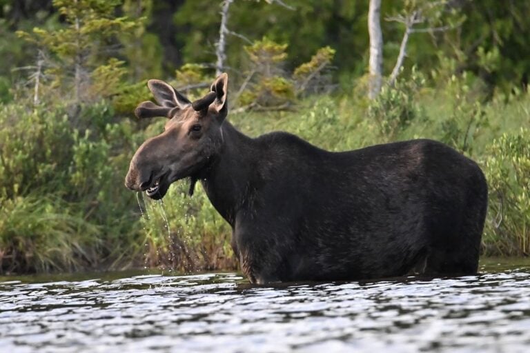 The ULTIMATE Guide To See A Moose In Maine: Tours, Safaris, Tips, & More