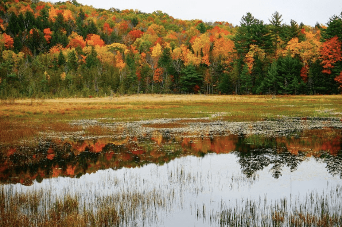 ULTIMATE 2023 Maine Fall Foliage Map Peak Prediction Guide 2023 