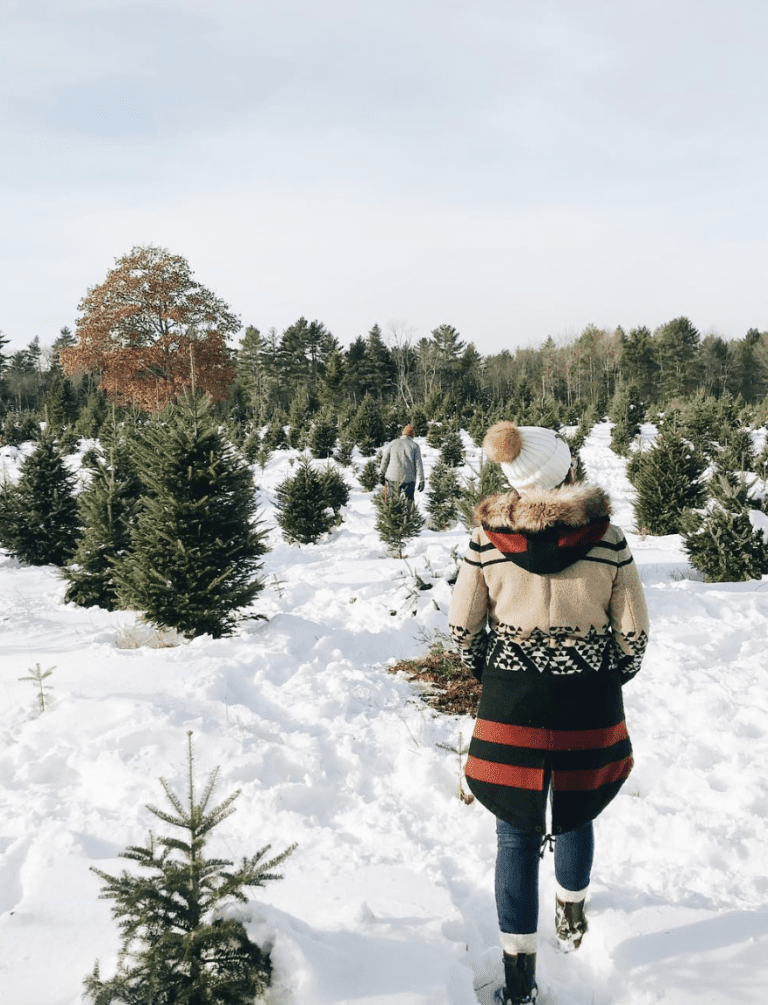 11 Quality Maine Christmas Tree Farms To Visit In 2025