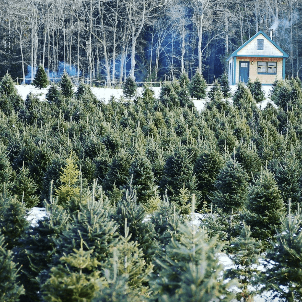 11 Quality Maine Christmas Tree Farms To Visit In 2025