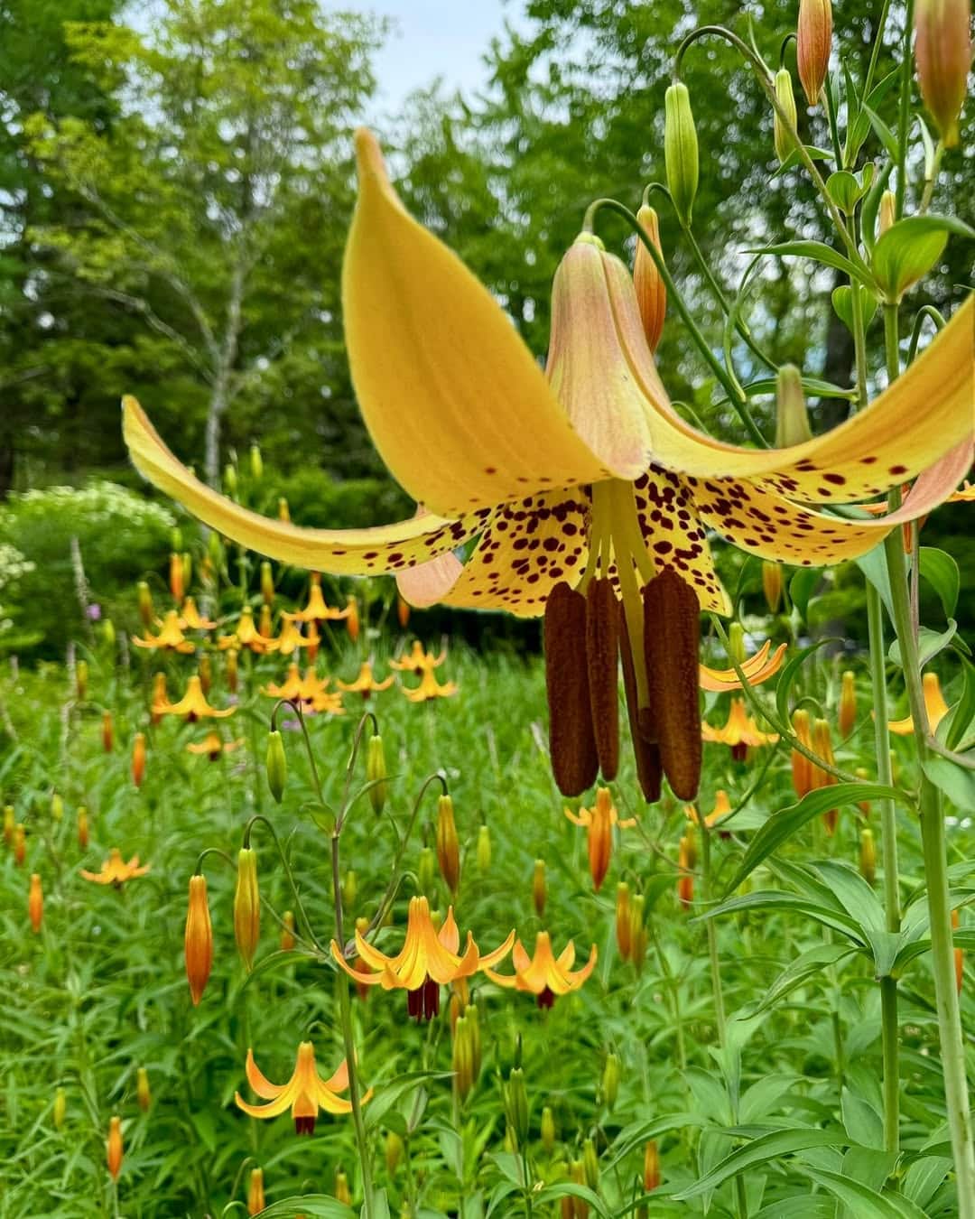 7 BEST Things To Do In The Wild Gardens Of Acadia This Year