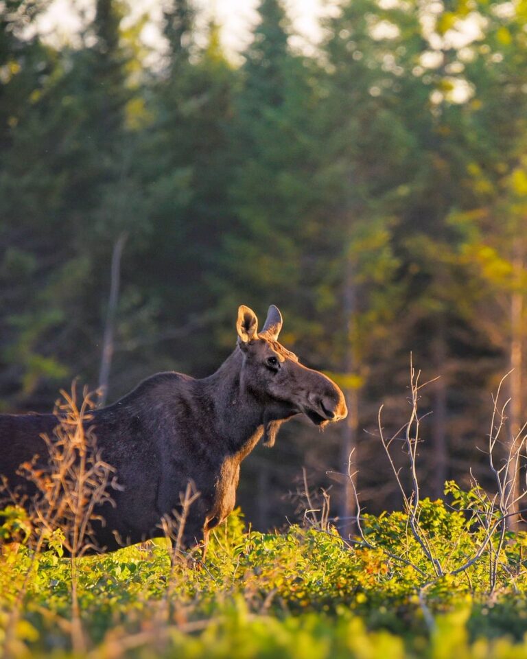 Best Moose Sightings In Maine – Maine Moose Map – VRIMCA