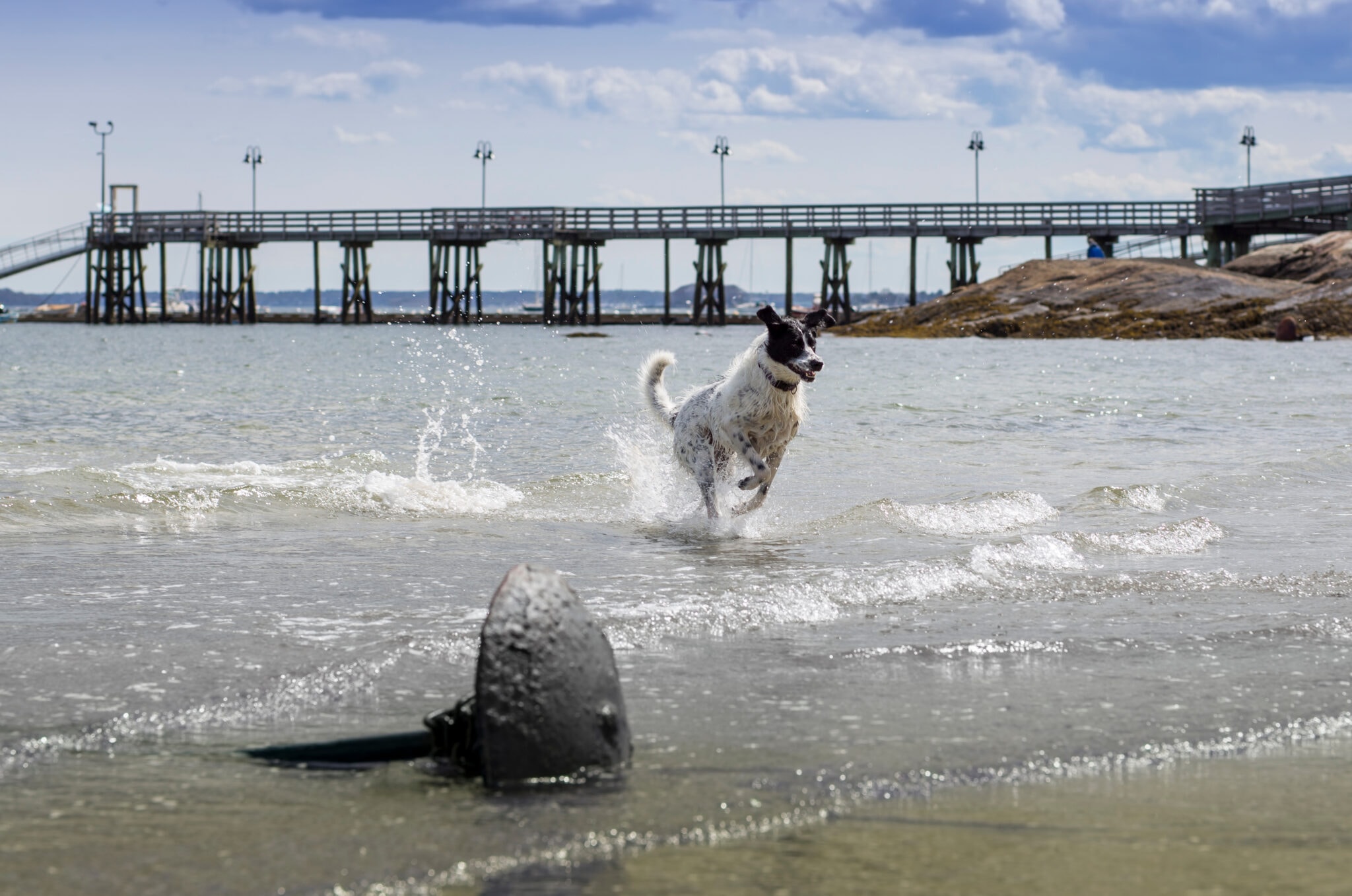 24+ Dog-Friendly Beaches In Maine For A Splashing Good Time