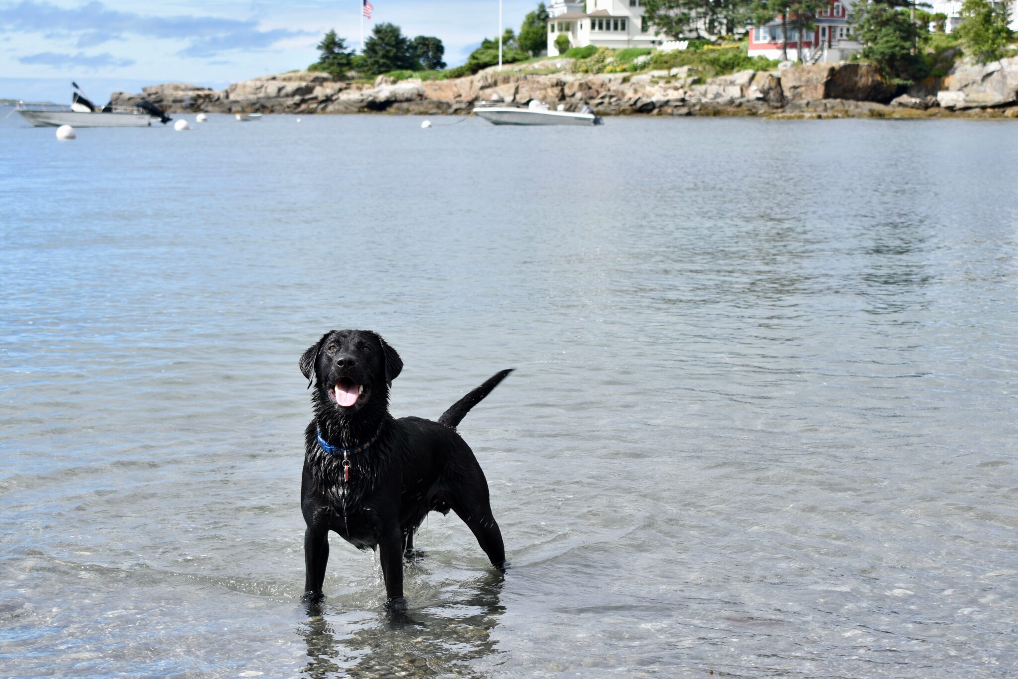 24+ Dog-Friendly Beaches In Maine For A Splashing Good Time