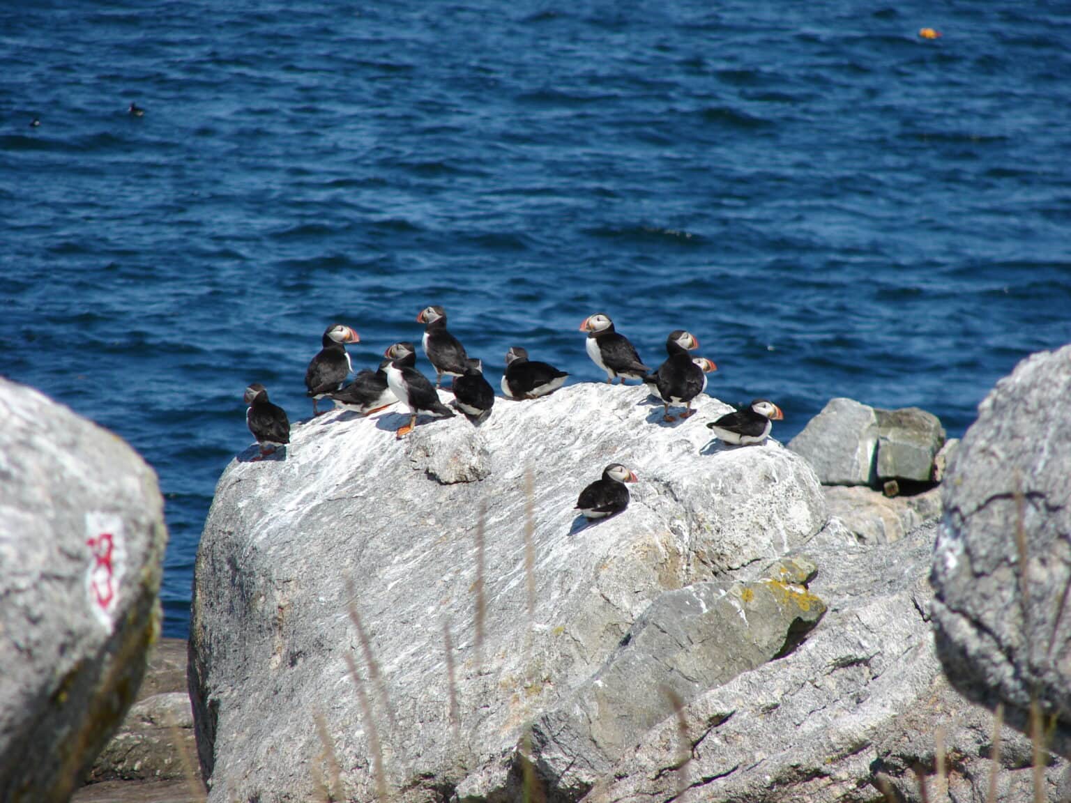Want To See Puffins In Maine? We'll Tell You Where And How