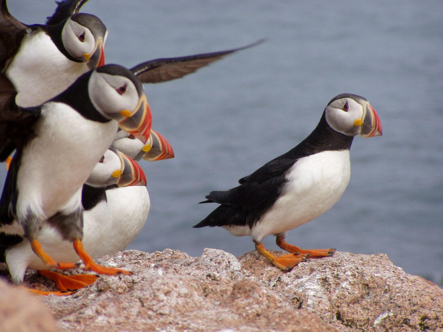 Want To See Puffins In Maine? We'll Tell You Where And How